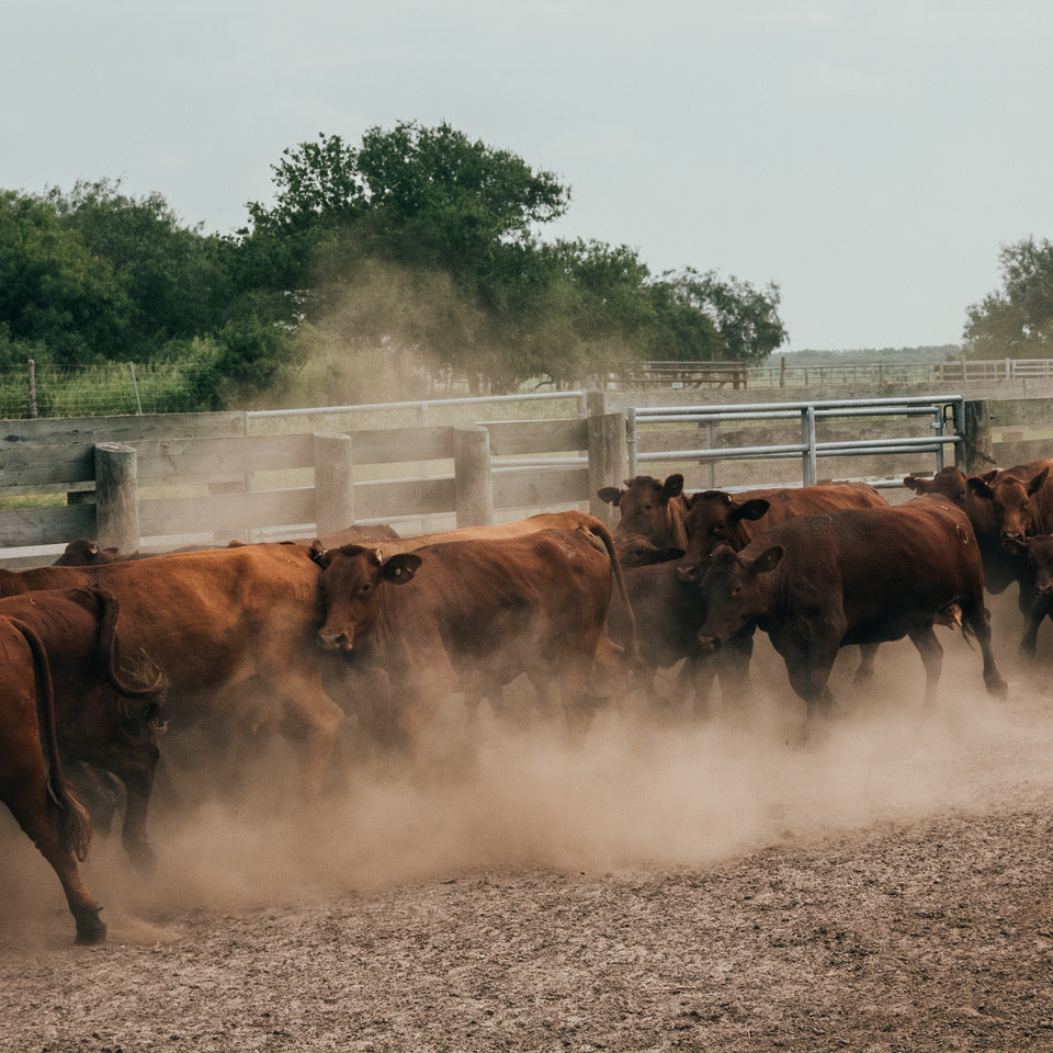 A Cattle Centennial – King Ranch Saddle Shop