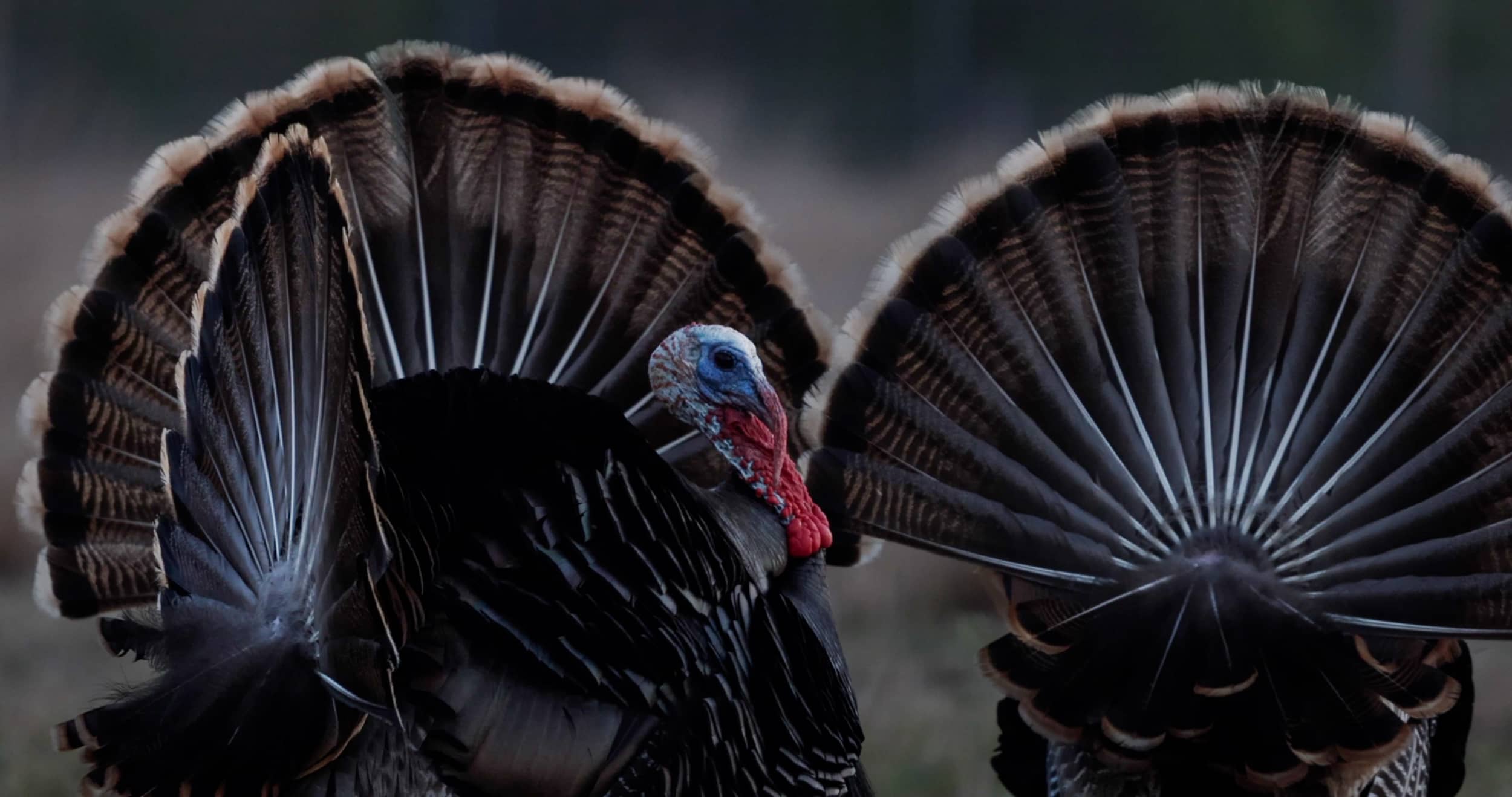 Texas Turkey Hunting Gear Checklist – King Ranch Saddle Shop